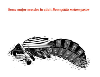MUSCULAR_SYSTEM of insects and it's structure pptx | PPTX