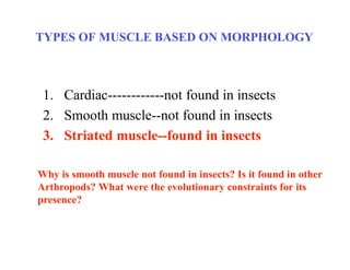 MUSCULAR_SYSTEM of insects and it's structure pptx | PPTX