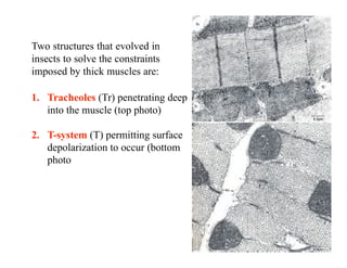 MUSCULAR_SYSTEM of insects and it's structure pptx | PPTX