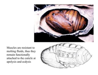 MUSCULAR_SYSTEM of insects and it's structure pptx | PPTX