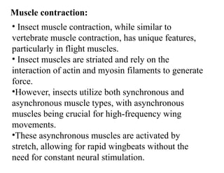 MUSCULAR_SYSTEM of insects and it's structure pptx | PPTX