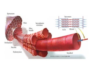 MUSCULAR_SYSTEM of insects and it's structure pptx | PPTX