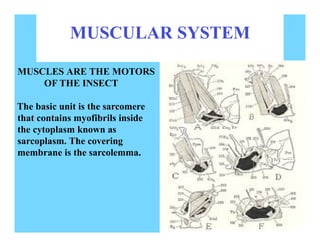 MUSCULAR_SYSTEM of insects and it's structure pptx | PPTX