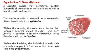Muscular system | PPTX