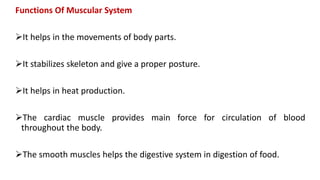 Muscular system | PPTX