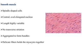 Muscular system | PPTX