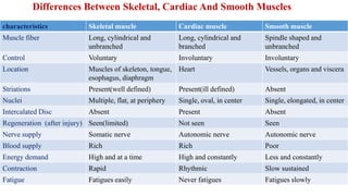 Muscular system | PPTX