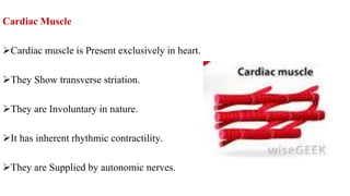 Muscular system | PPTX