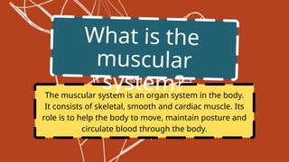 Muscular System Anatomy Presentation in a Blue Yellow Red Bold Style.pptx