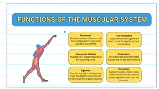 Muscular System Anatomy Presentation in a Blue Yellow Red Bold Style.pptx