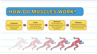 Muscular System Anatomy Presentation in a Blue Yellow Red Bold Style.pptx
