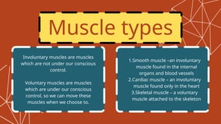 Muscular System Anatomy Presentation in a Blue Yellow Red Bold Style.pptx