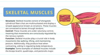 Muscular System Anatomy Presentation in a Blue Yellow Red Bold Style.pptx