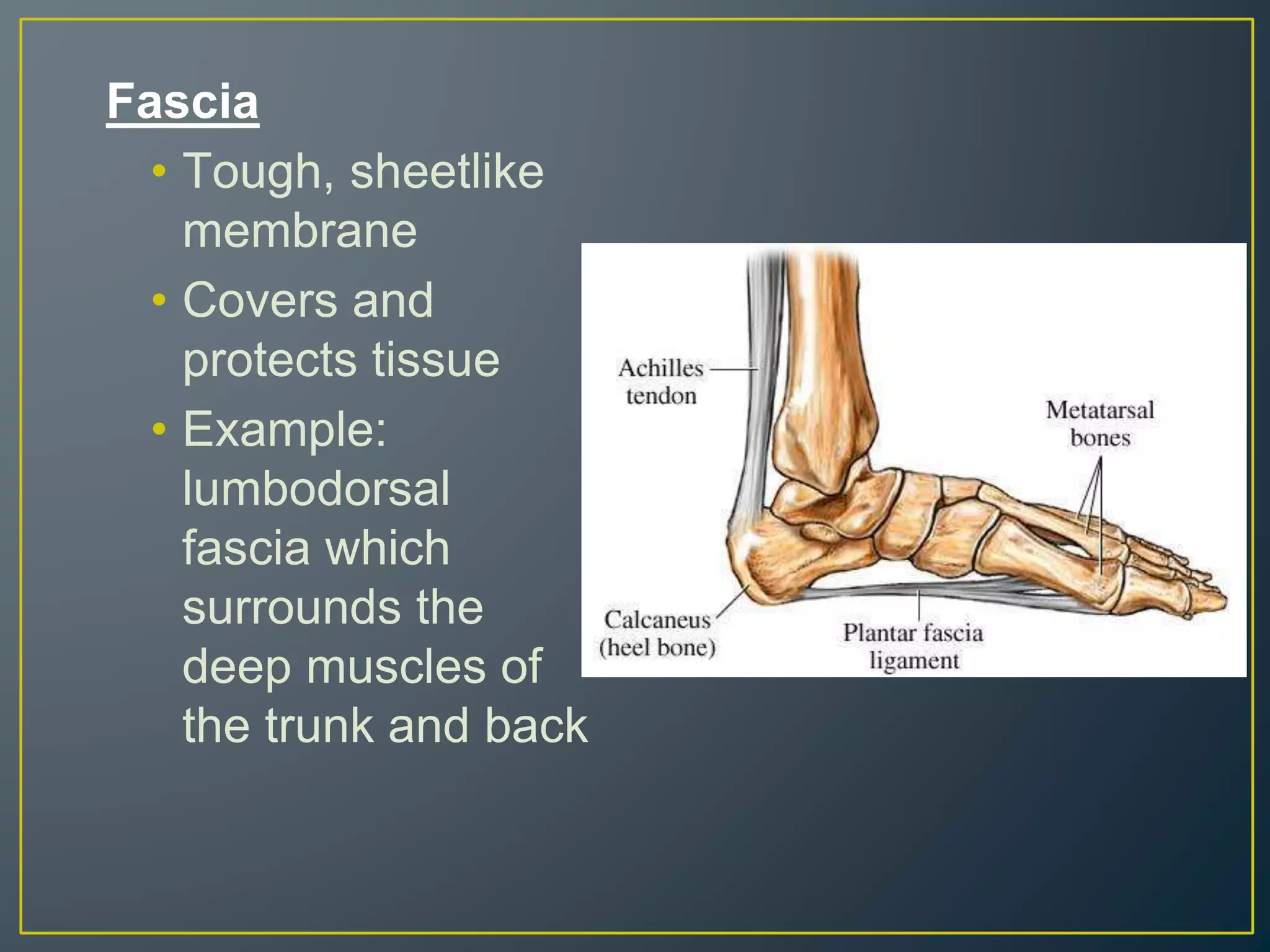 MUSCULAR SYSTEM AND FUNCTIONS P5.pptx