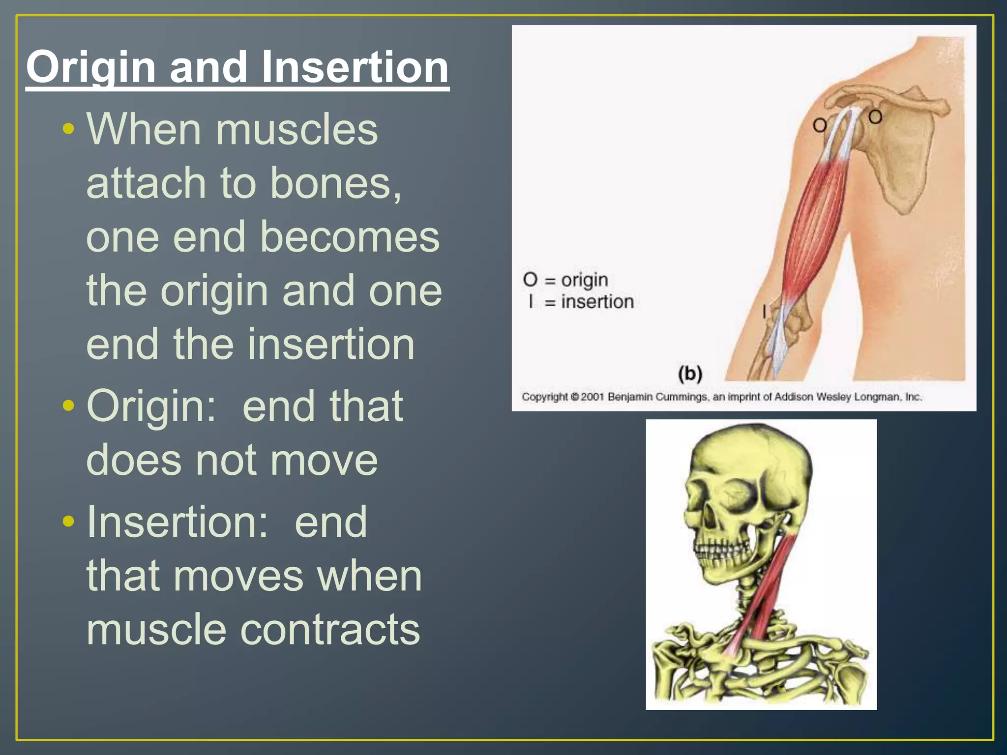 MUSCULAR SYSTEM AND FUNCTIONS P5.pptx