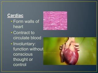 MUSCULAR SYSTEM AND FUNCTIONS P5.pptx