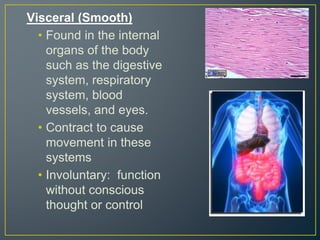 MUSCULAR SYSTEM AND FUNCTIONS P5.pptx