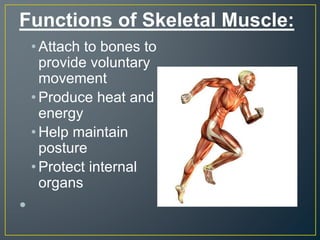 MUSCULAR SYSTEM AND FUNCTIONS P5.pptx