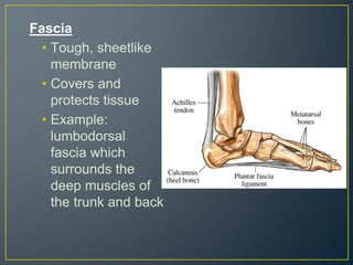 MUSCULAR SYSTEM AND FUNCTIONS P5.pptx