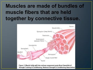 MUSCULAR SYSTEM AND FUNCTIONS P5.pptx
