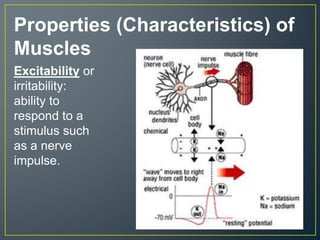 MUSCULAR SYSTEM AND FUNCTIONS P5.pptx