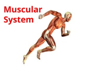 Muscular System and LAB powerpoint with lab | PPTX