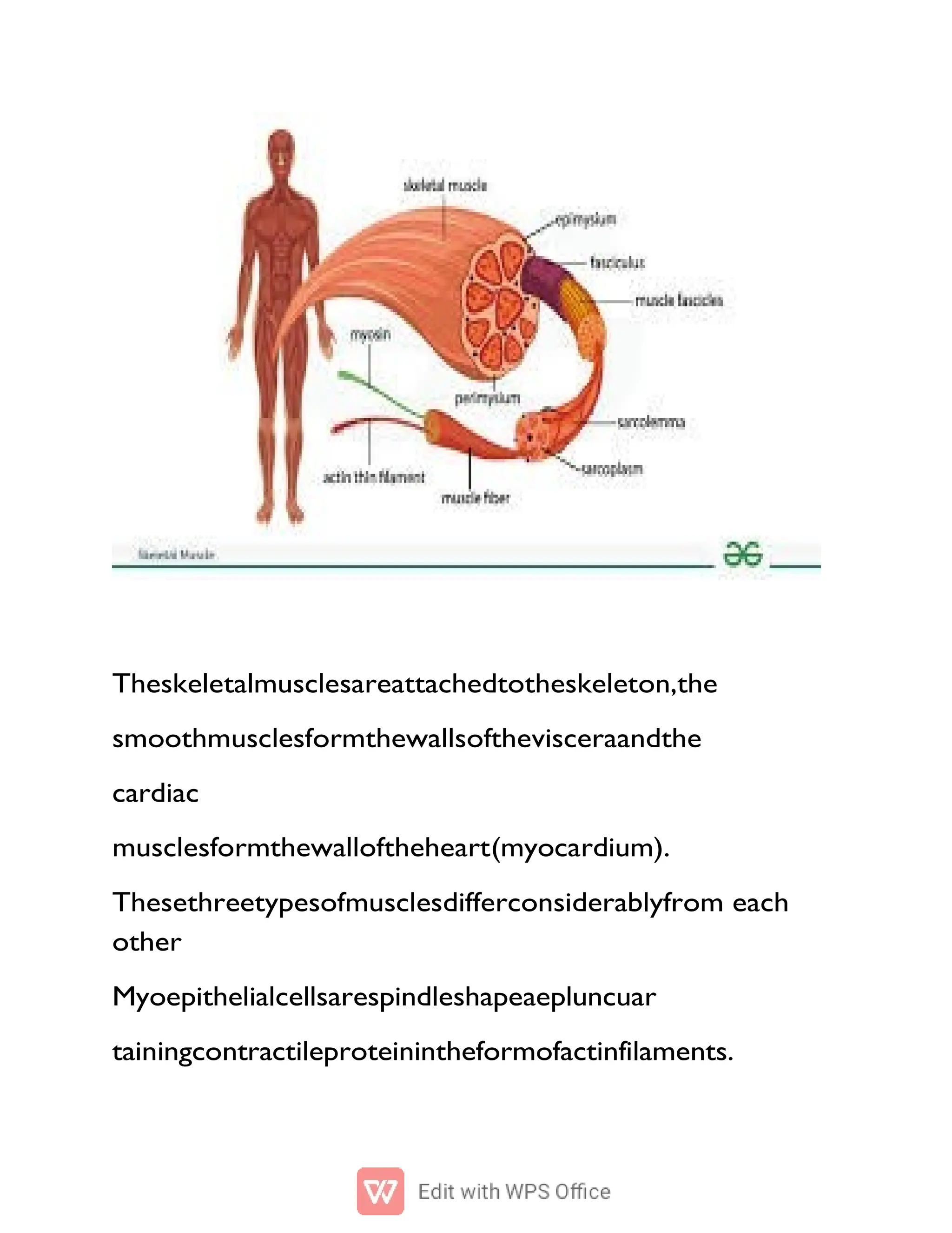 The muscular system is an organ system composed of specialized ...