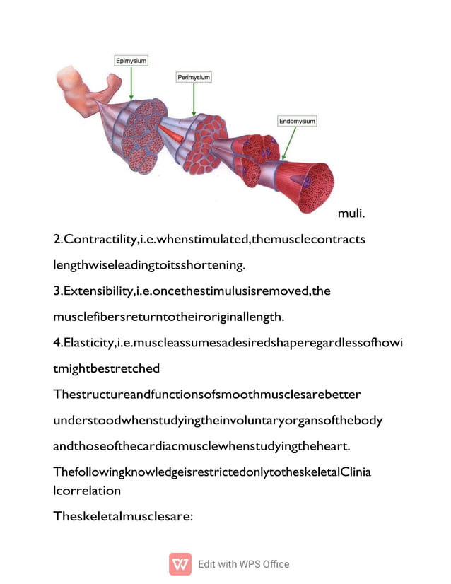 The muscular system is an organ system composed of specialized ...