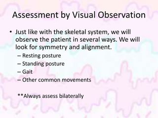 Muscular System Assessment | PPTX