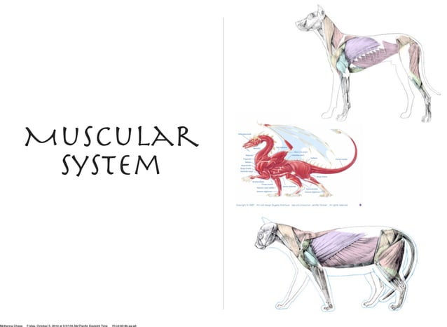 Muscular system chapter | PPT