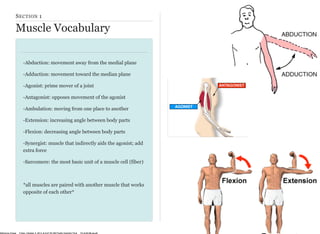 Muscular system chapter | PDF