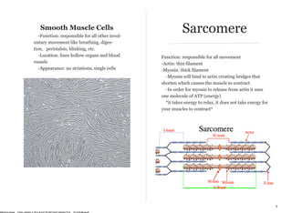 Muscular system chapter | PDF