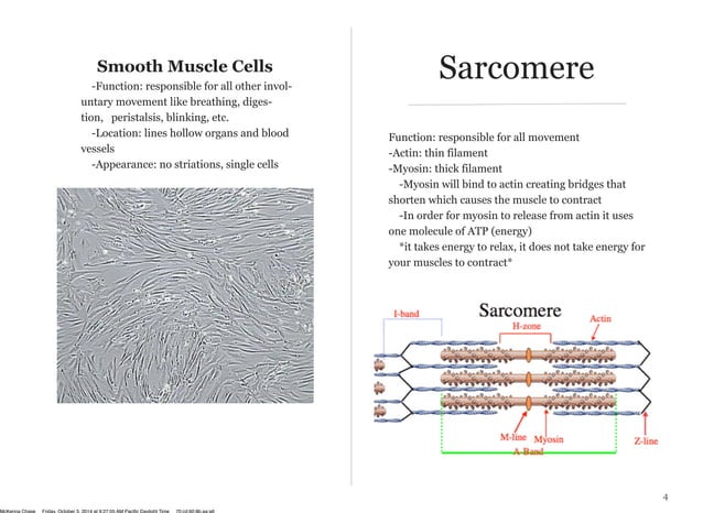 Muscular system chapter | PPT