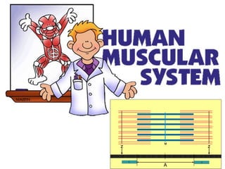 Muscular System Cartoon