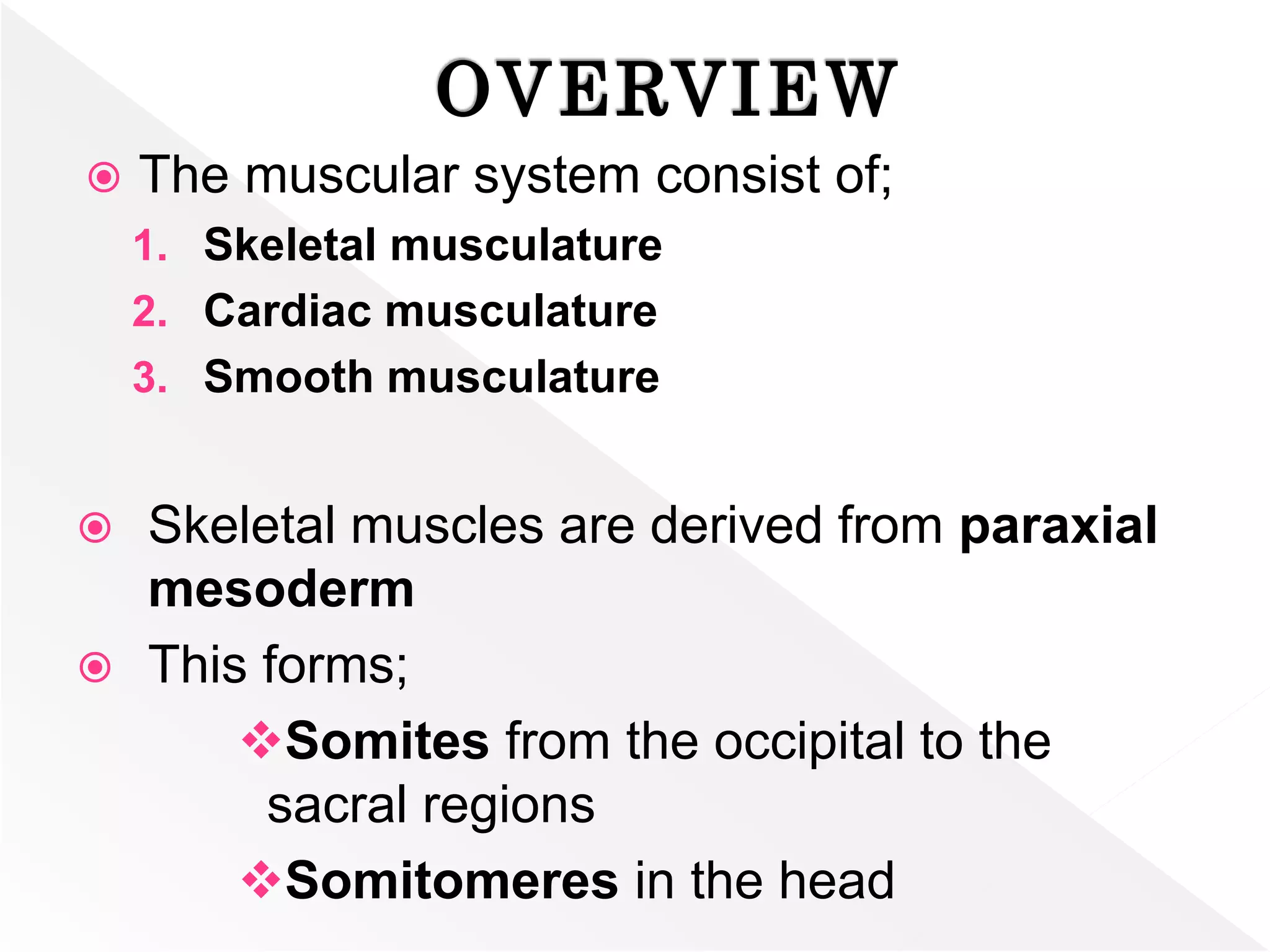 MUSCULAR SYSTEM DEVELOPMENT (Human Embryology) | PPTX