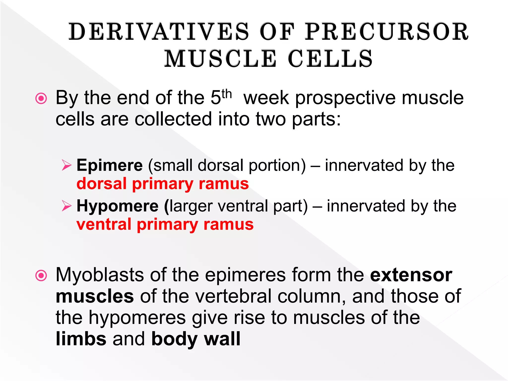 MUSCULAR SYSTEM DEVELOPMENT (Human Embryology) | PPTX