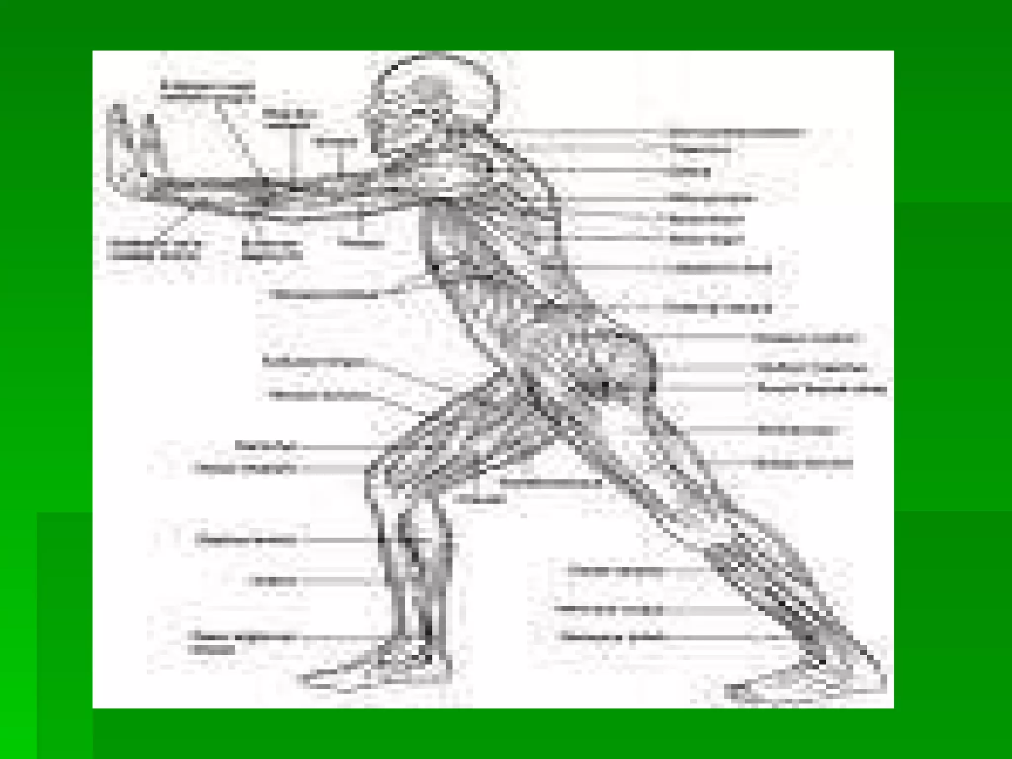 Muscular System Disease | PPS