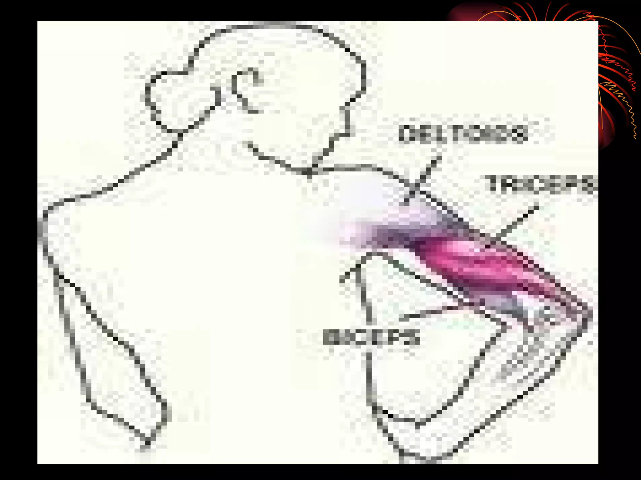 Muscular System Disease | PPS