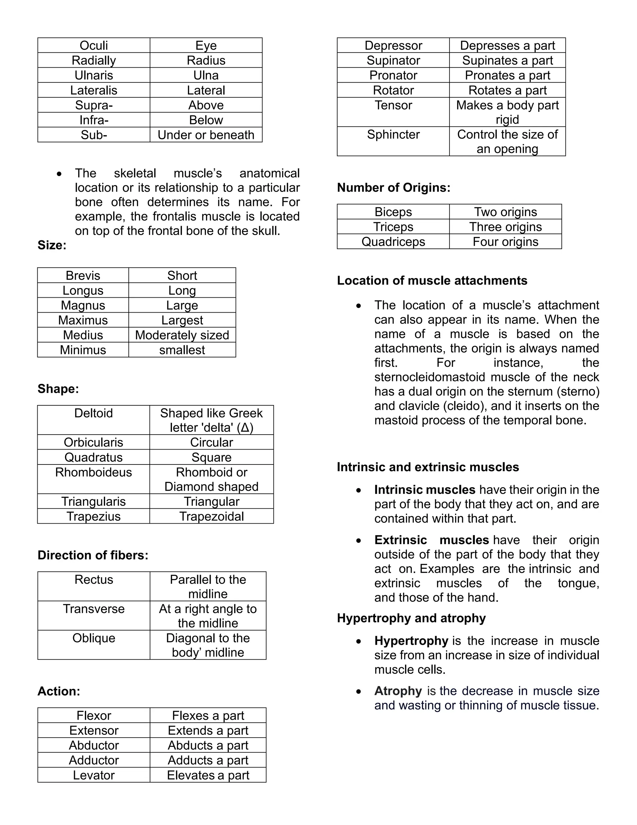 The anatomy and Physiology of the Muscular System .pdf