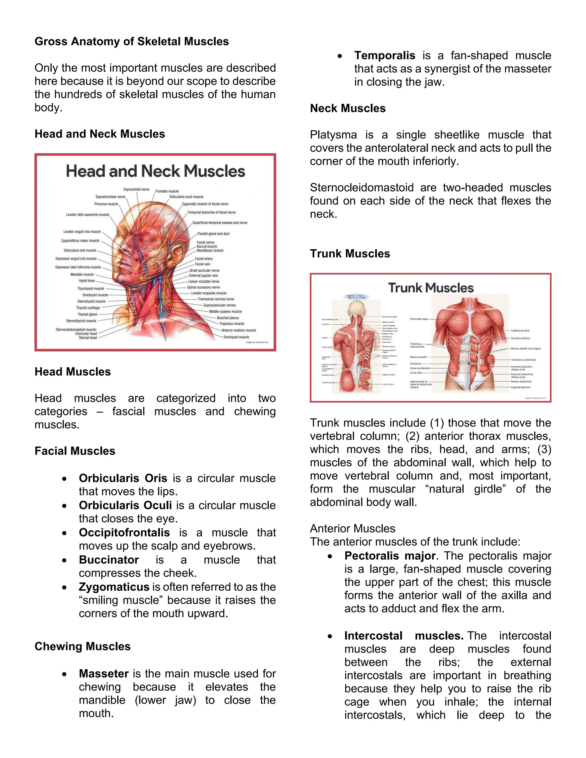 The anatomy and Physiology of the Muscular System .pdf