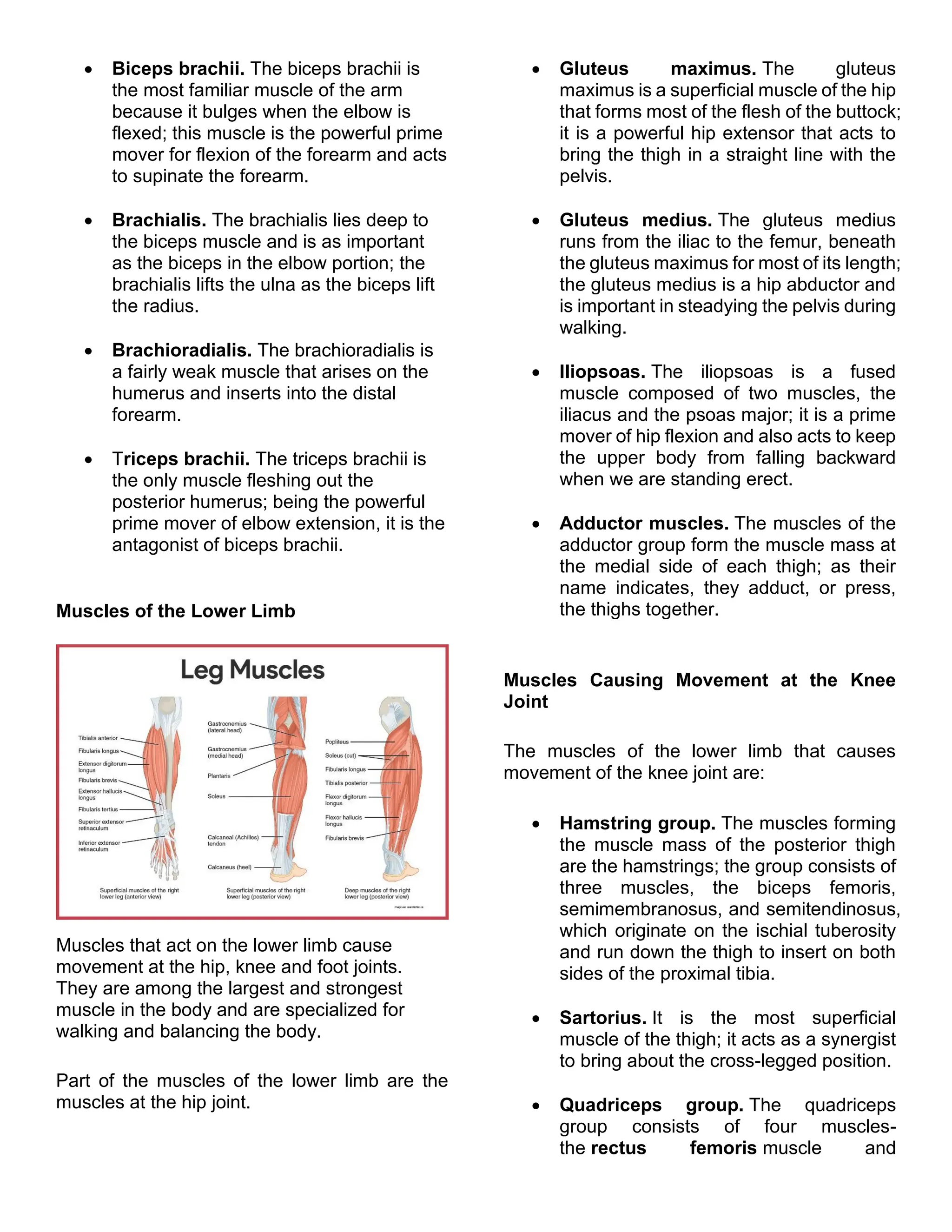 The anatomy and Physiology of the Muscular System .pdf