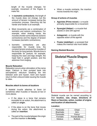 The anatomy and Physiology of the Muscular System .pdf