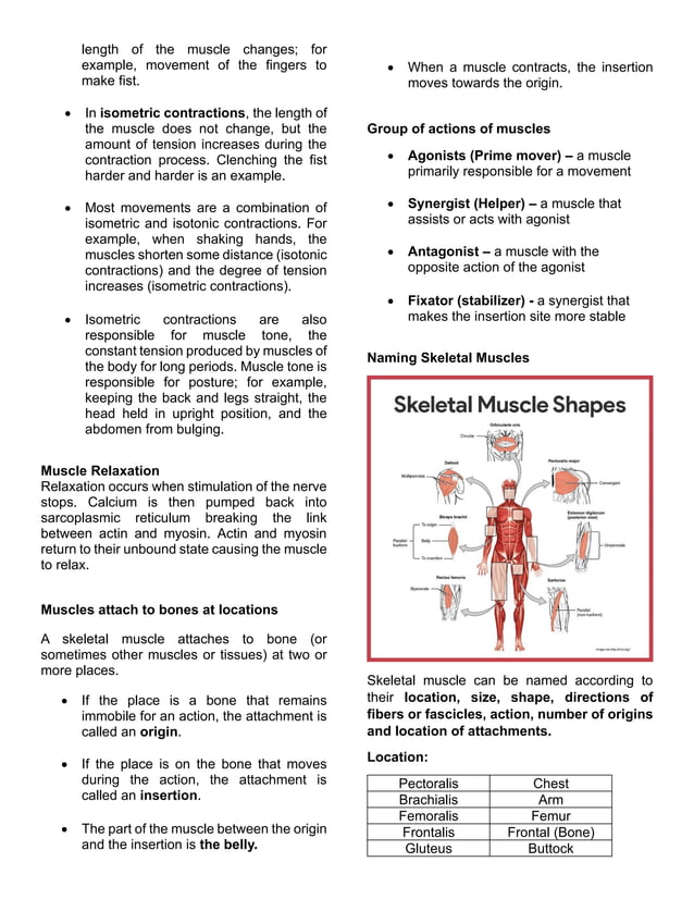 The anatomy and Physiology of the Muscular System .pdf