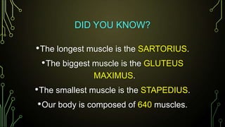 Muscular system(idsn) | PPT