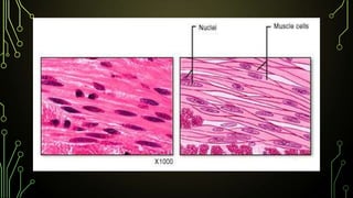 Muscular system(idsn) | PPT