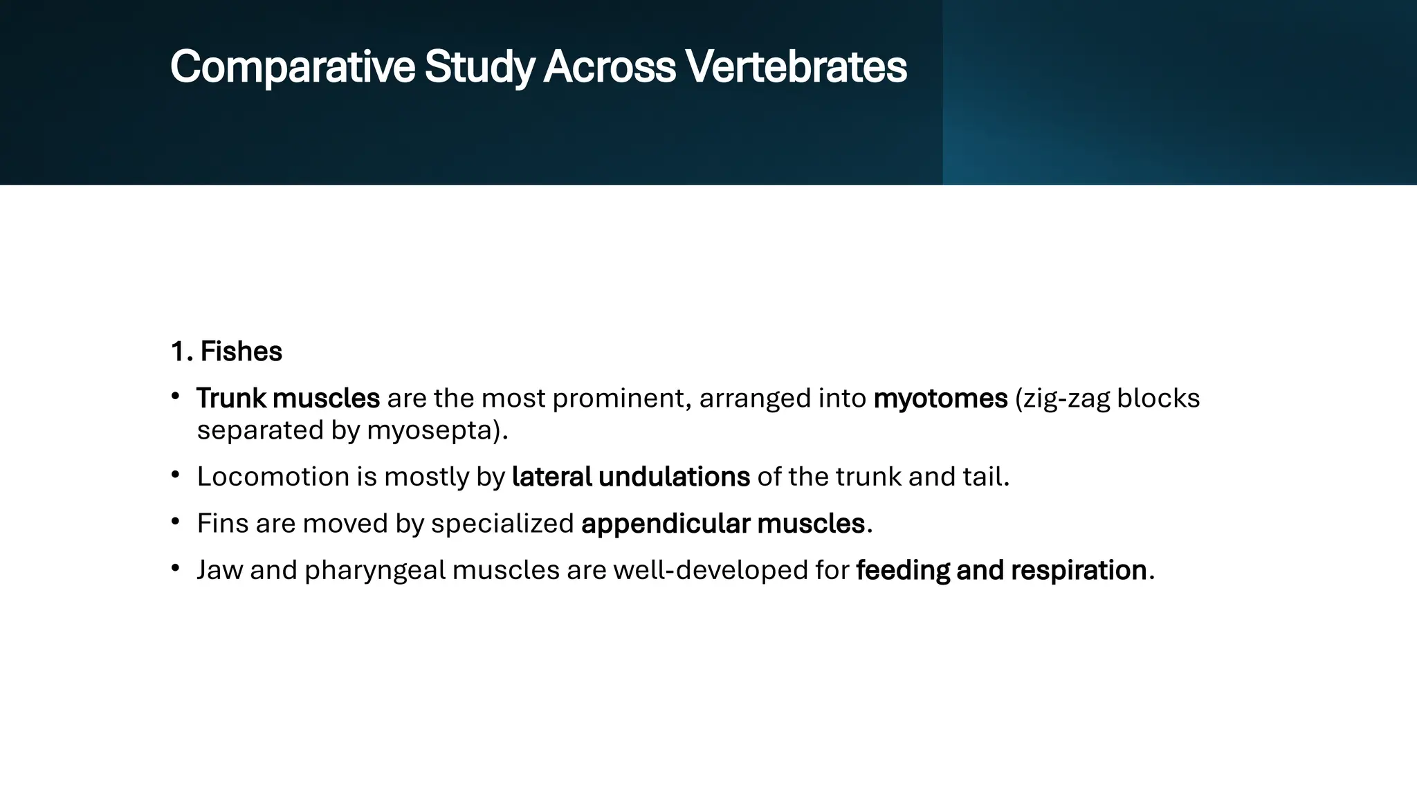 Muscular System in Vertebrates (Comparative) .pptx