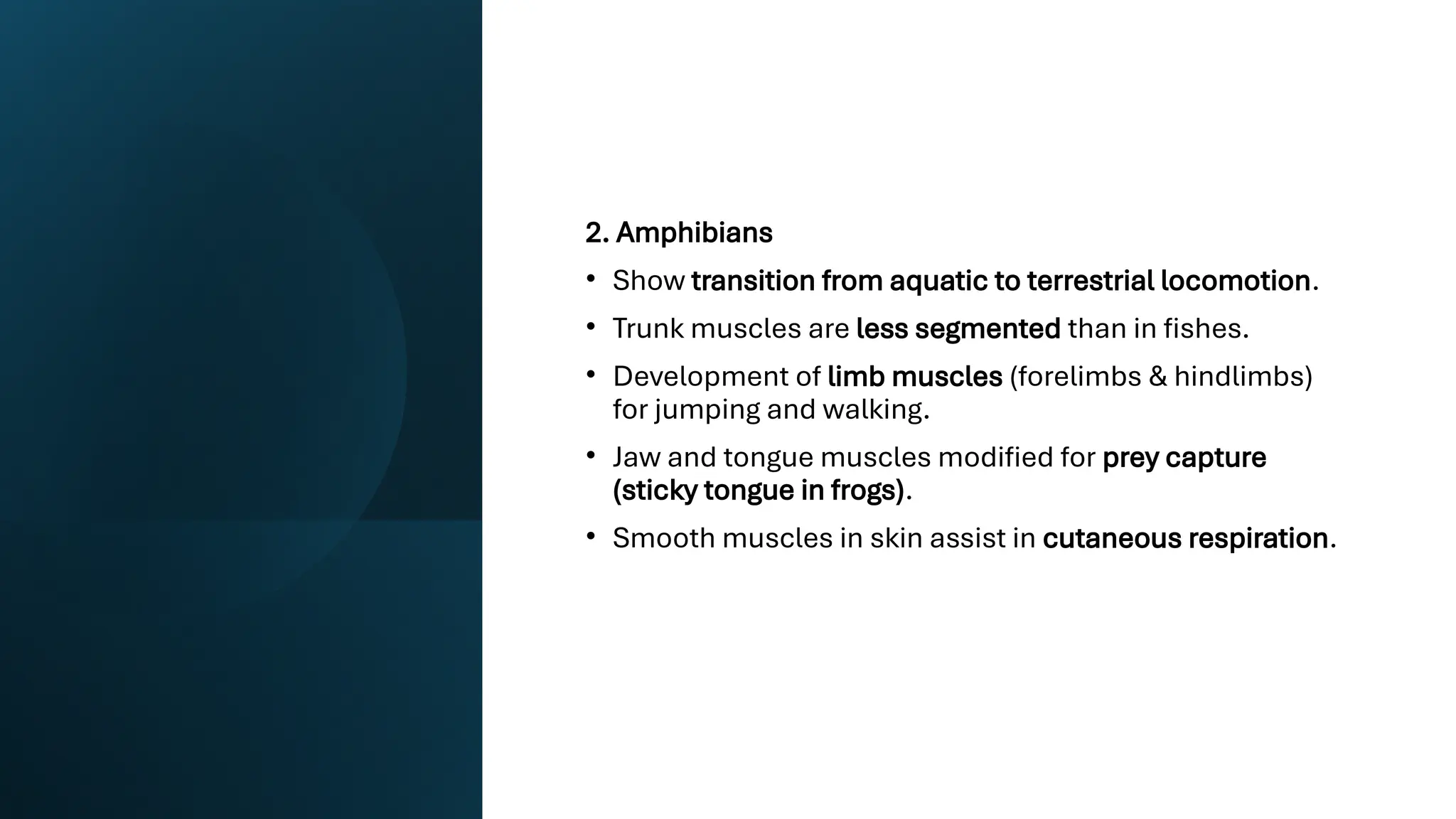 Muscular System in Vertebrates (Comparative) .pptx