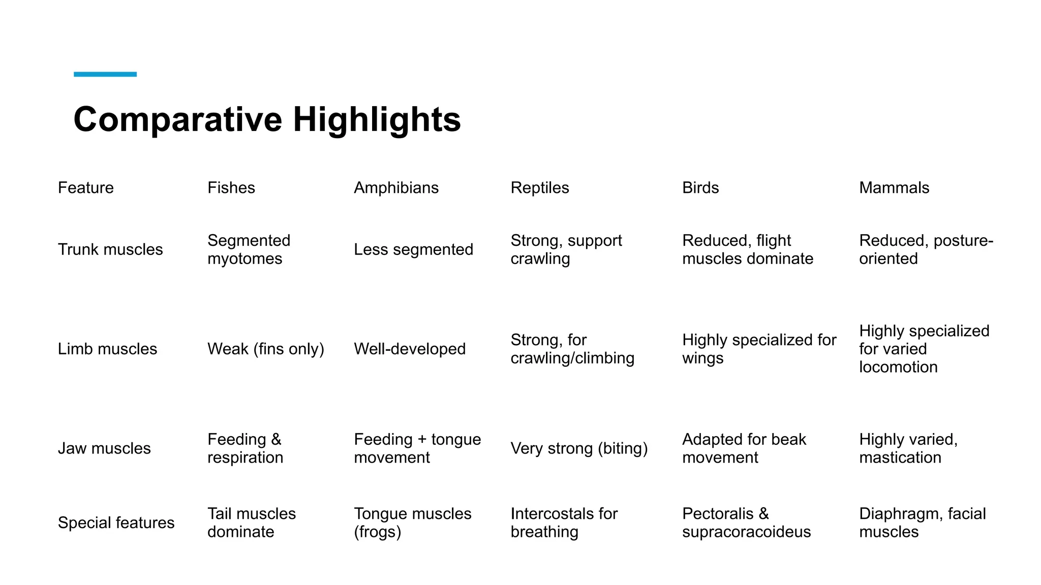 Muscular System in Vertebrates (Comparative) .pptx
