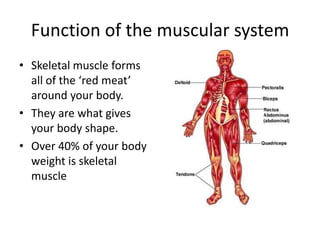 Muscular system lesson 1 | PPTX