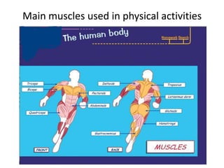 Muscular system lesson 1 | PPTX